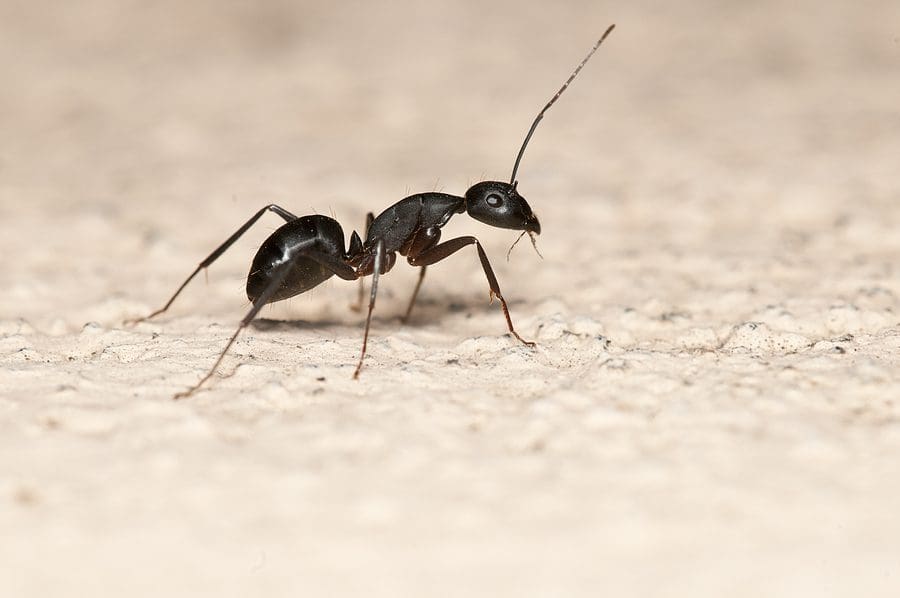 Facts Every Homeowner Should Know About Carpenter Ants | Parket Pest ...