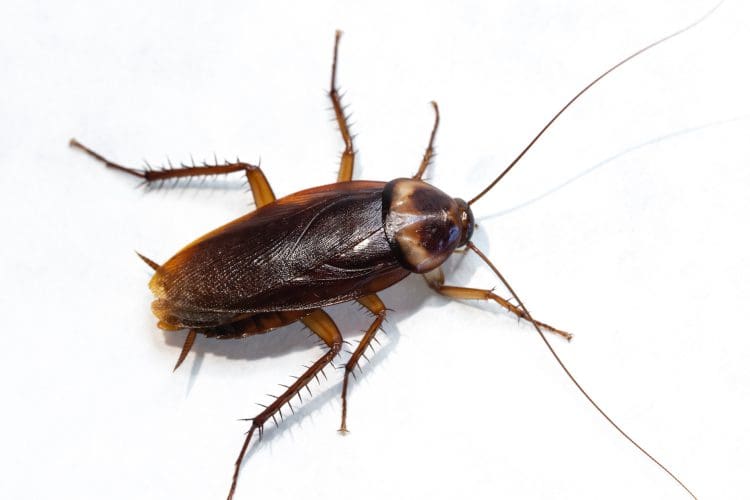 Cockroach Infestation— Causes and Solutions